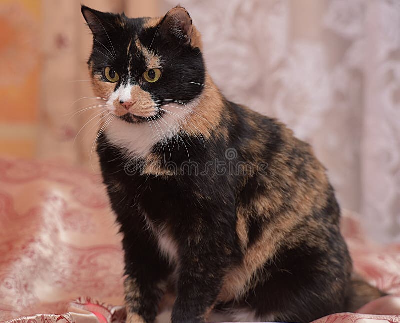 Tricolor cat in the arm stock photo. Image of head, muzzle - 182952374