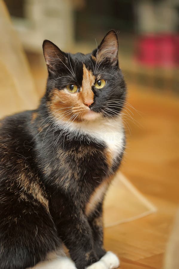 Tricolor Katze stockfoto. Bild von freund, tier, geschnitzt - 40088634