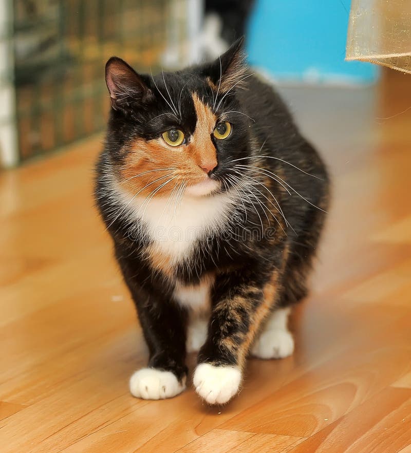 Tricolor Katze stockfoto. Bild von katzen, kind, schön - 40090848