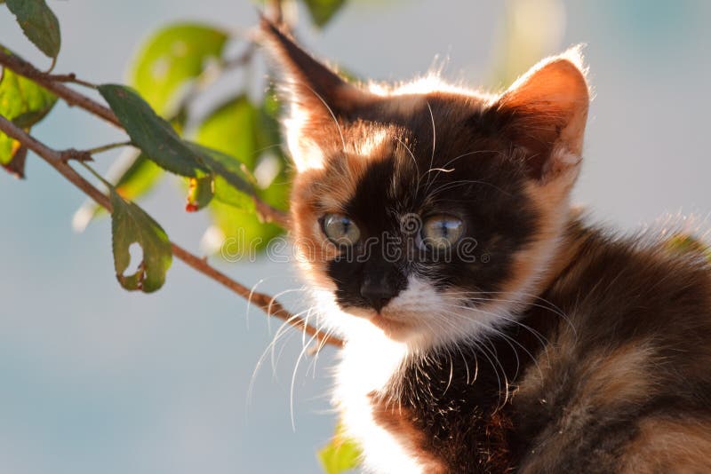 Tricolor kitten stock photo. Image of lying, female, clear - 26635020