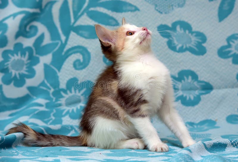 Beautiful Little Girl With A Cute Cat Smoky Coloring Stock Photos ...