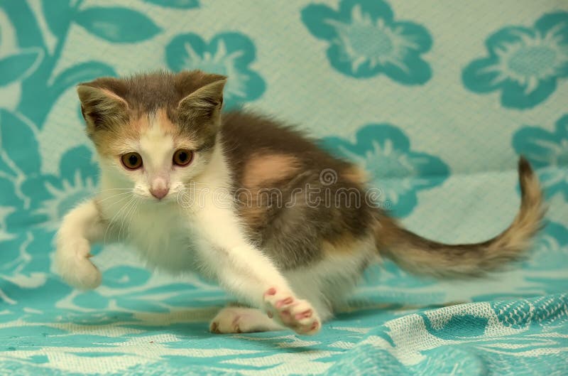 Beautiful Little Girl Cute Cat Smoky Coloring Stock Photos - Free ...