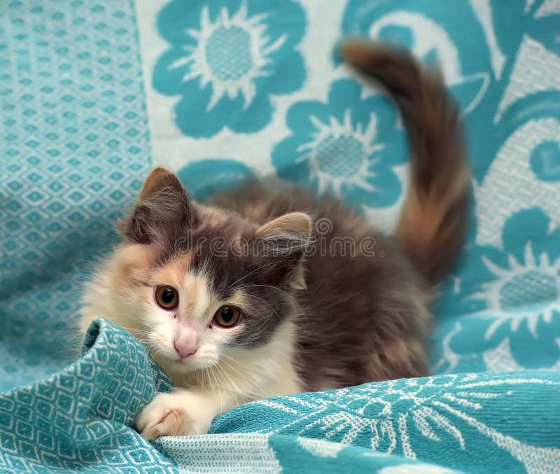 Beautiful Little Girl With A Cute Cat Smoky Coloring Stock Photos ...