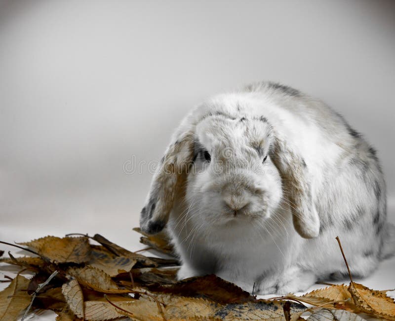 Young Mini Lop rabbit stock image. Image of mammals, long - 13370911