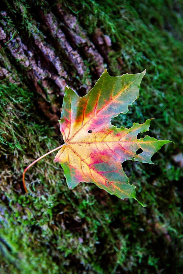 Tricolor Maple Tree Leaves Against the Tree Trunk Stock Image - Image ...