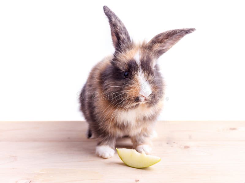 Tricolor Rabbit with Big Ears Eating an Apple Stock Photo - Image of ...