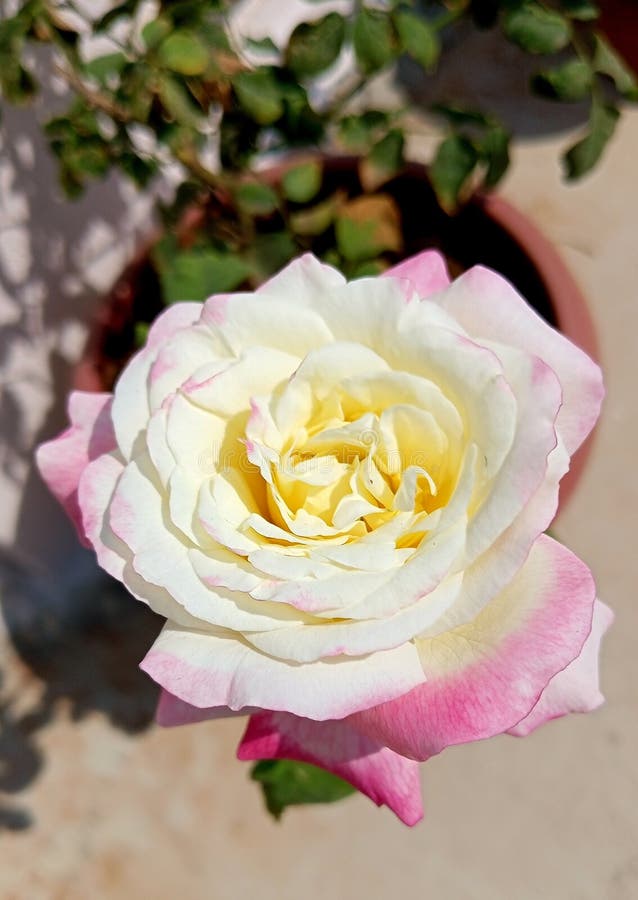 Tricolor Rose flower stock photo. Image of flower, rose - 270540966