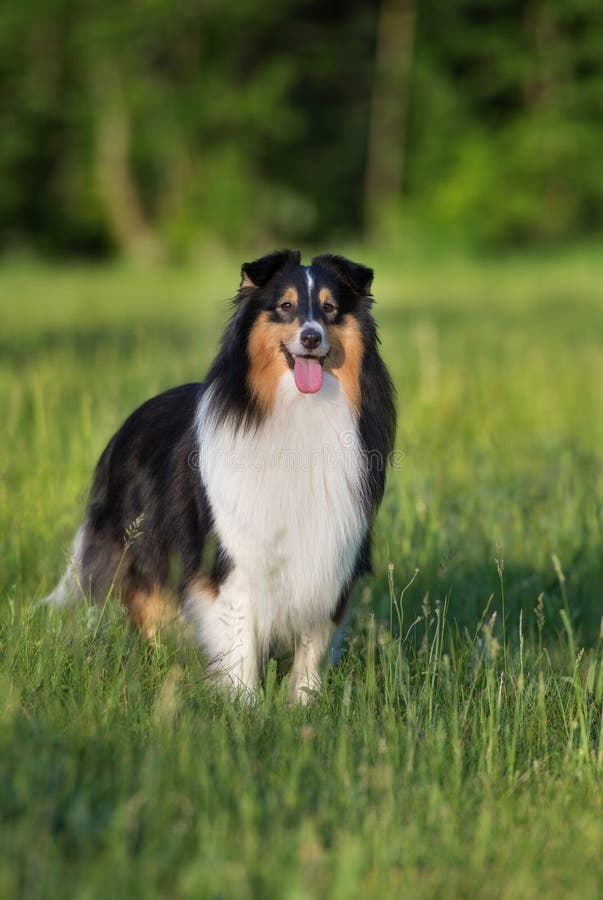 Tricolor Sheltie Dog Outdoors in Summer Stock Photo - Image of sheltie ...