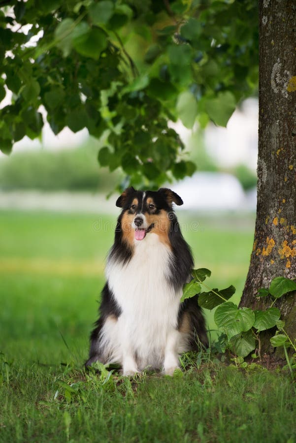 Tricolor Sheltie Dog Outdoors in Summer Stock Image - Image of eyes ...