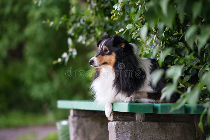 Tricolor Sheltie Dog Outdoors in Summer Stock Photo - Image of ...