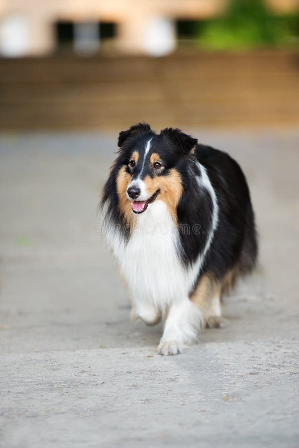 Tricolor Sheltie Dog Outdoors in Summer Stock Image - Image of mammal ...