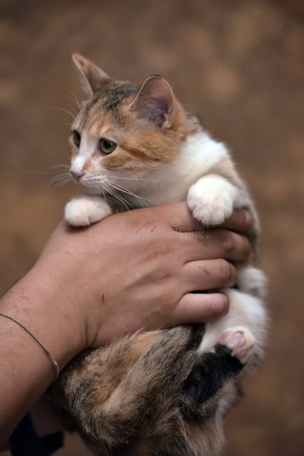 Tricolor cat in hands stock photo. Image of kitten, cautious - 173433724