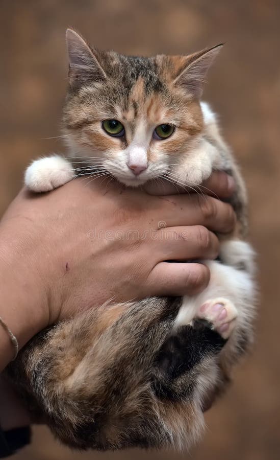 295 Tricolor Cat Hands Stock Photos - Free & Royalty-Free Stock Photos ...