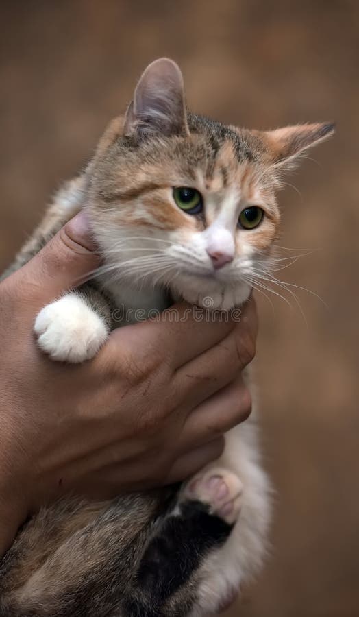 Tricolor cat in hands stock image. Image of domestic - 173433735