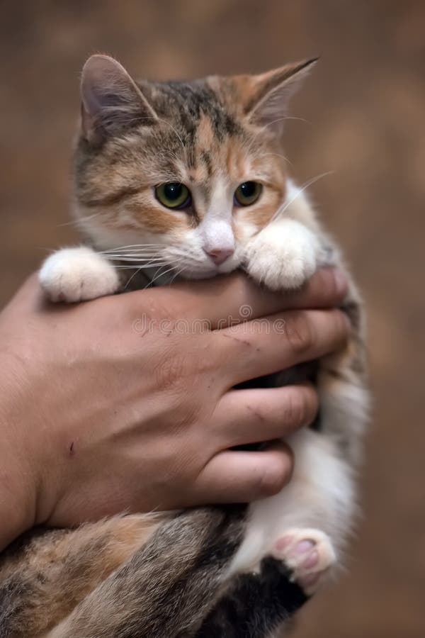 Tricolor cat in hands stock image. Image of pets, beautiful - 173433739