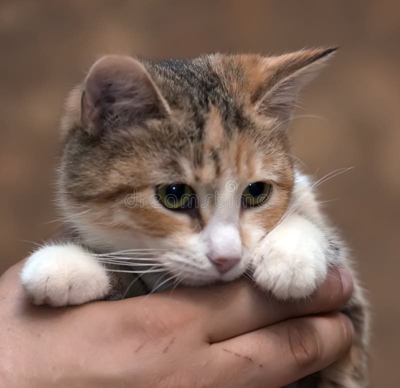 Tricolor cat in hands stock image. Image of inquisitive - 173433741