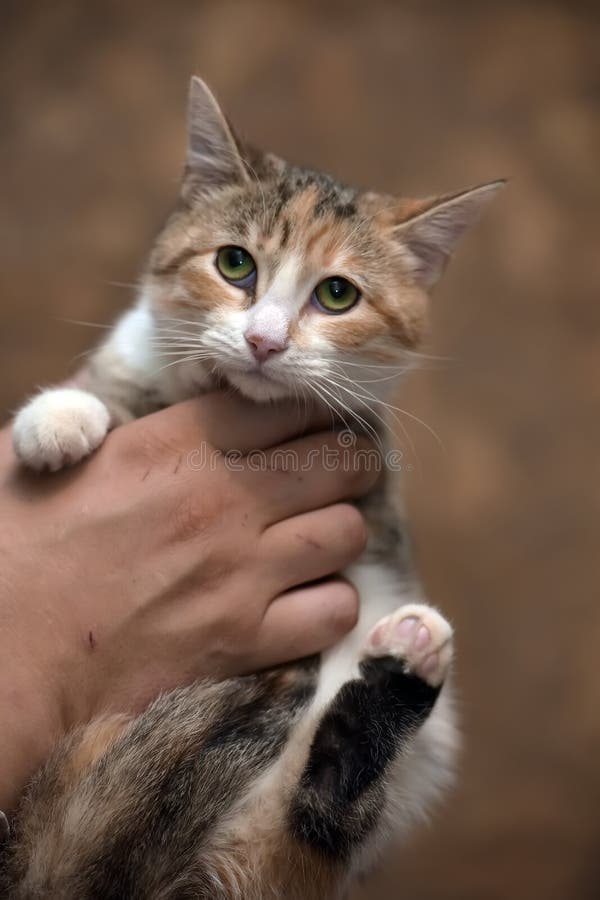Tricolor cat in hands stock photo. Image of cautious - 173433752