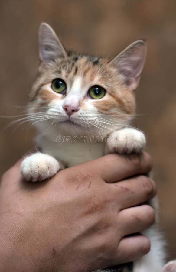 Tricolor cat in hands stock image. Image of hands, domestic - 173433761
