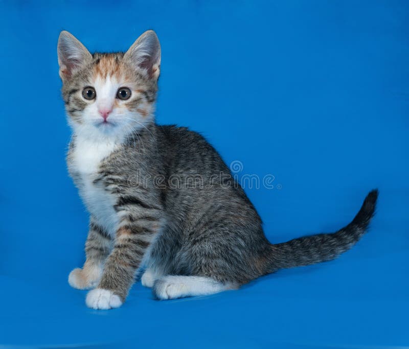 Tricolor Striped Kitten Sitting on Blue Stock Image - Image of baby ...