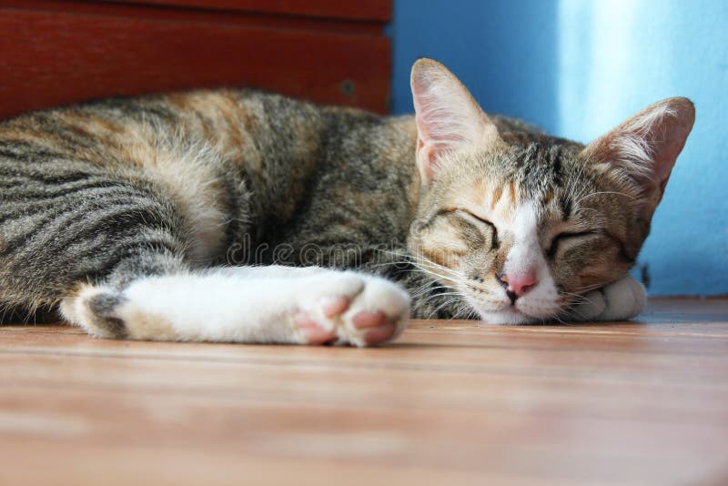 Tricolor Tabby Cat is Sleeping Stock Image - Image of kitten, kitty ...