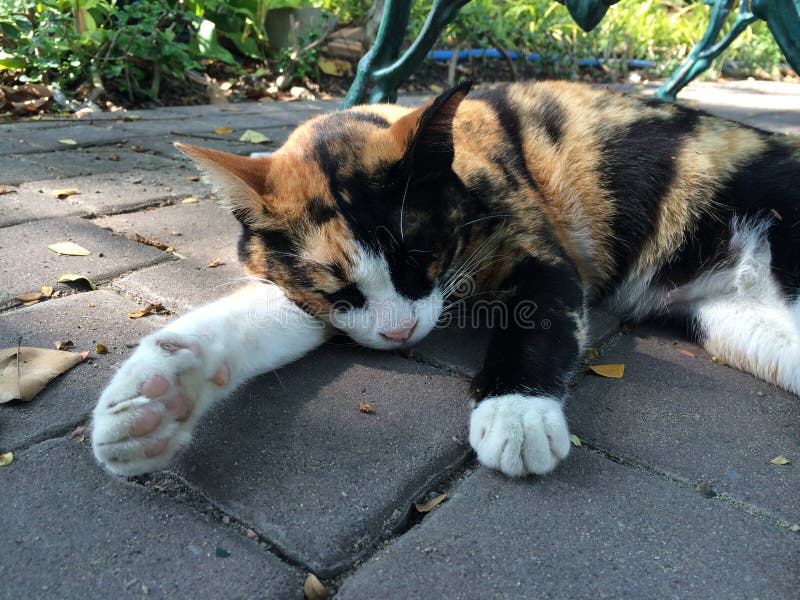 Tricolor Tabby Cat is Sleeping Stock Photo - Image of nifty, love ...