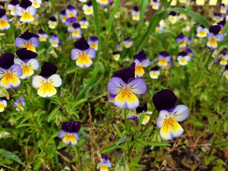 Tricolor Violet Flowers in the Garden after Rain Stock Photo - Image of ...