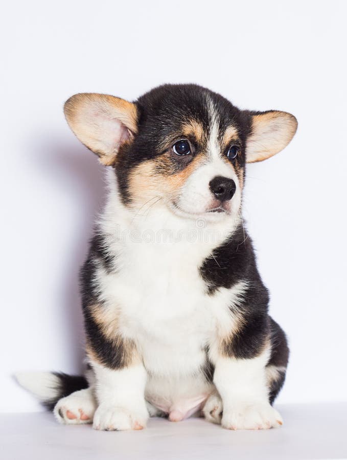 Tricolor welsh corgi puppy stock image. Image of puppy - 205036573