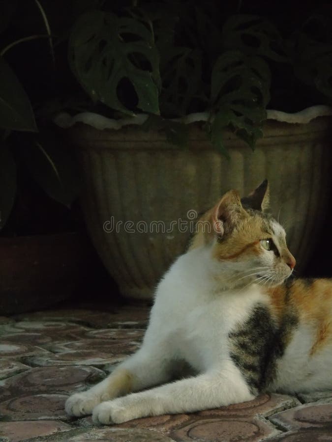 Tricolored Cat stock image. Image of animal, nature - 351828141