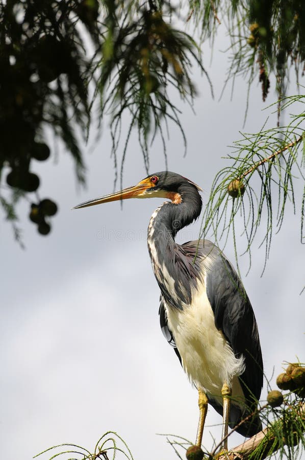 Tricolored Heron Bird stock photo. Image of tricolored - 21538174