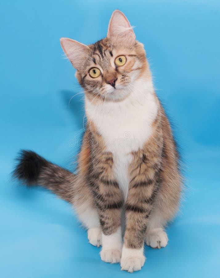 Tricolored-Katzensitzen stockbild. Bild von flaumig, katze - 38961407