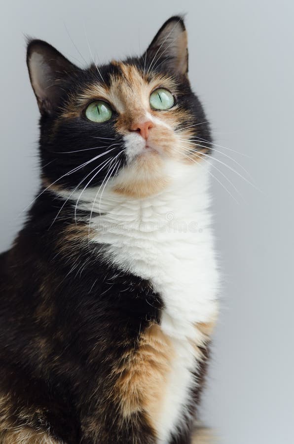 Tricolour Cat Green Eyes Light Background Stock Photos - Free & Royalty ... Tricolour Cat Green Eyes Light Background Stock Photos - Free & Royalty ...