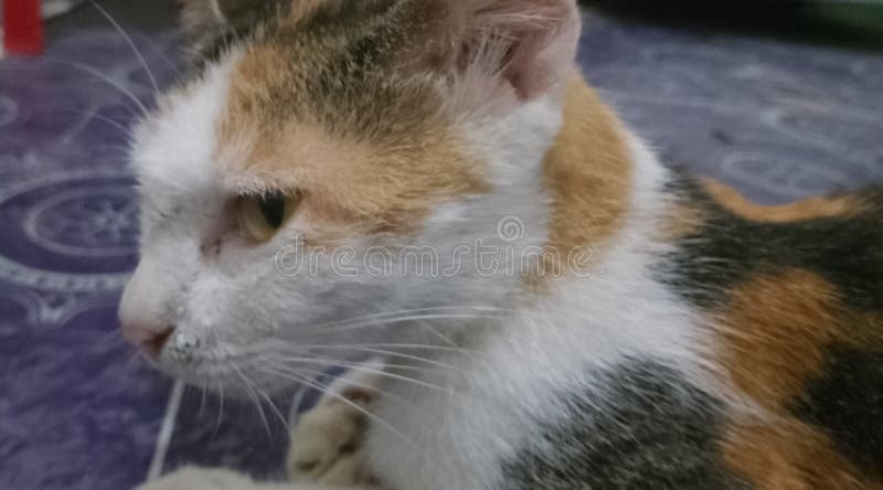 Tricolour cat stock photo. Image of animals, animal - 261839810 Tricolour cat stock photo. Image of animals, animal - 261839810