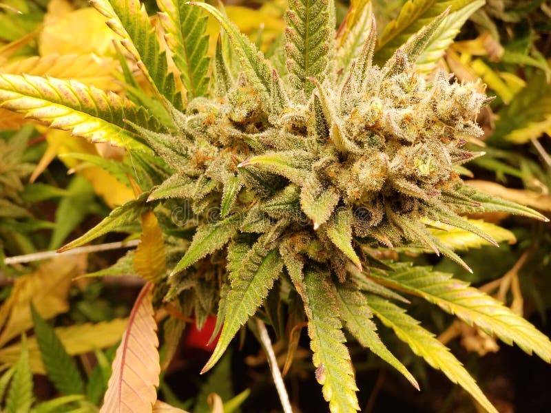 Tricombs of good bud stock image. Image of cannabis - 212035751