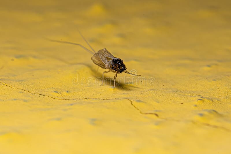 Mayfly insect exoskeleton stock image. Image of aquatic - 258931743