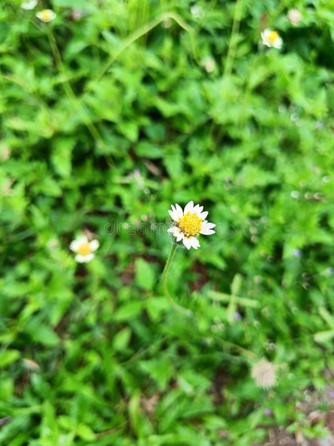 Coat Buttons, Coatbottons, Coatbuttons, Dagad-phul, Kanching Baju ...