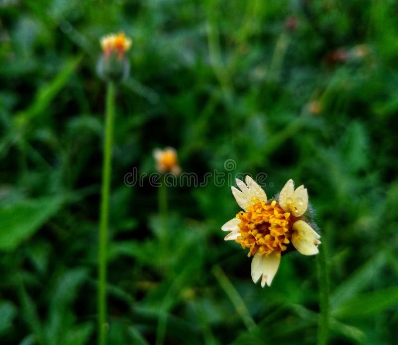 Tridax procumbence flower stock image. Image of yellow - 207445413