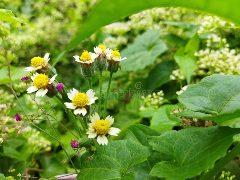 Tridax Procumbens or Coat Buttons Flowers Stock Image - Image of ...