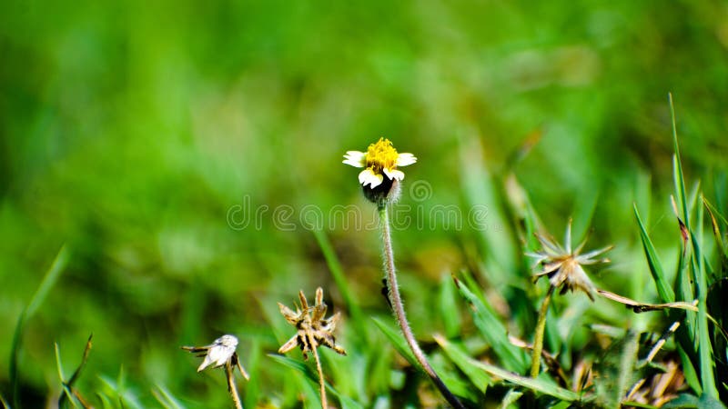 Tridax Procumbens or Coatbuttons or Tridax Daisy Flower in the Field ...