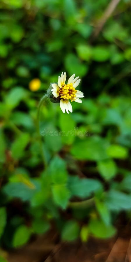 Tridax procumbens flower stock photo. Image of yellow - 249742352