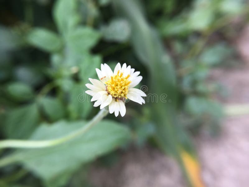 Tridax procumbens flower stock photo. Image of yellow - 93720906