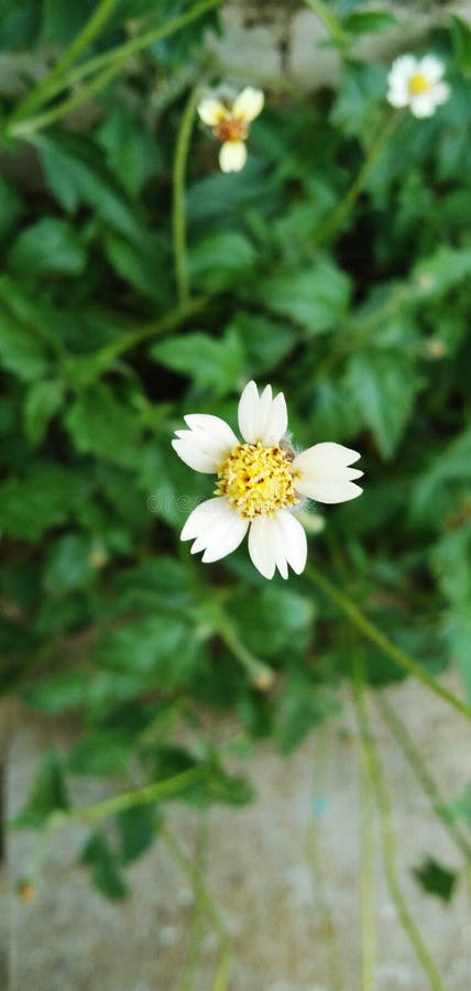 Tridax procumbens flower stock photo. Image of yellow - 197059168