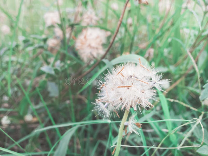 Tridax Procumbens, Grass Flowers Growing Up in Nature Looks Fresh and ...
