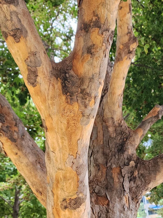 11,807 Trident Stock Photos - Free & Royalty-Free Stock Photos from ...