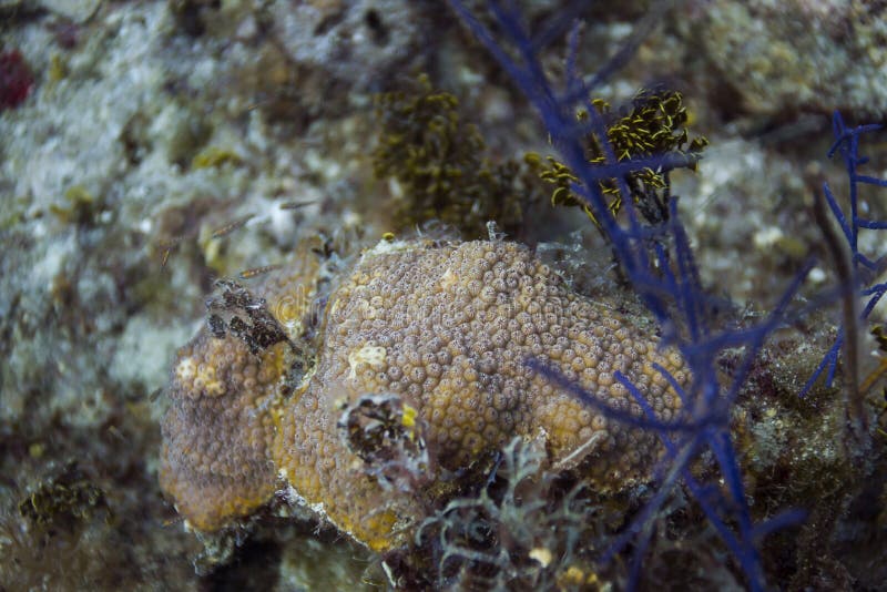 Trididemnum solidum stock image. Image of chordata, reef - 50890257