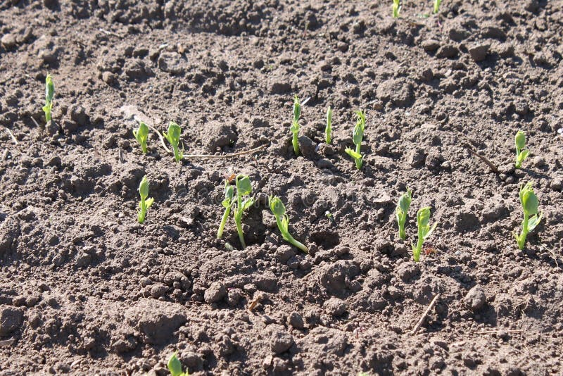 Trieb Von Sommergerste Keimend Auf Dem Gebiet Stockfoto - Bild von mais ...
