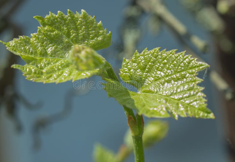 Triebe der Rebe stockbild. Bild von grün, krankheit - 130571961