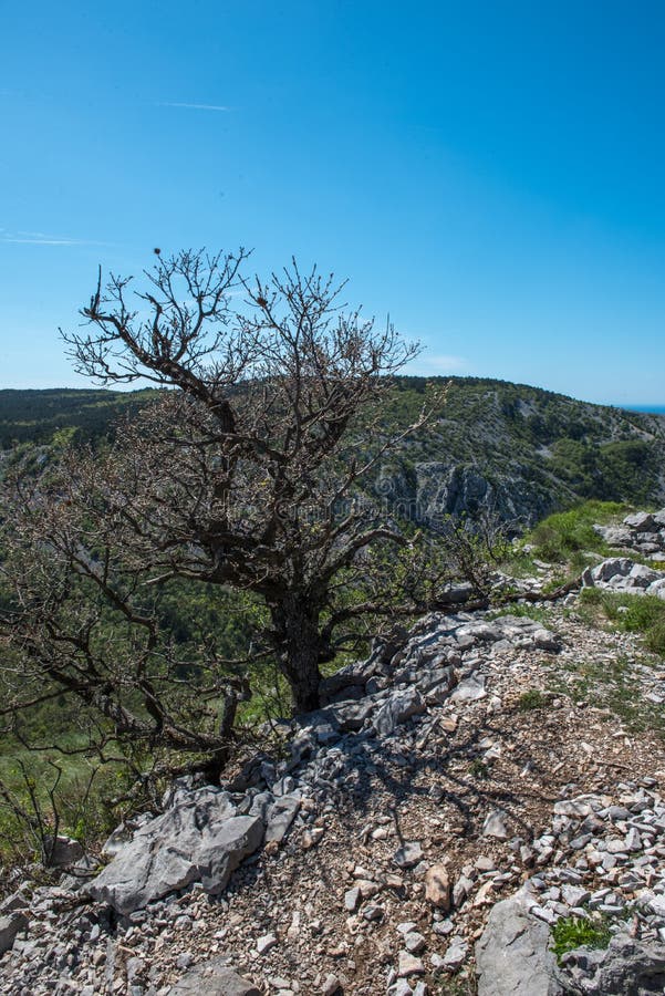 Trieste stock photo. Image of summer, nature, wood, wander - 71152658