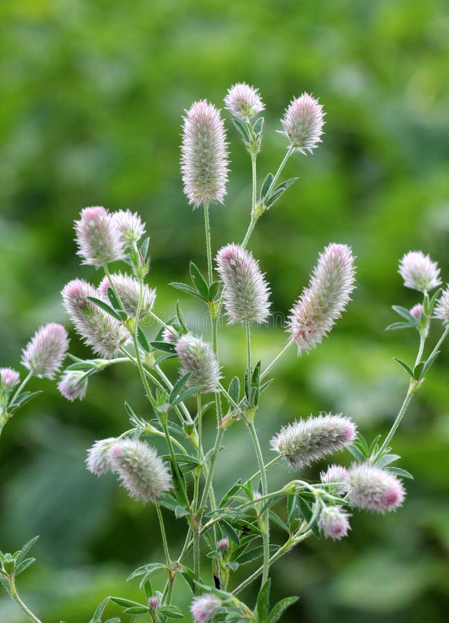 In the Meadow among the Grass Grows Trifolium Arvense Stock Image ...