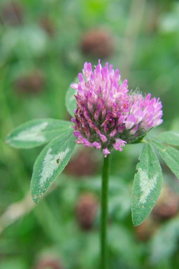 Trifolium Pratense, Red Clover, Detail of Blossom Stock Image - Image ...