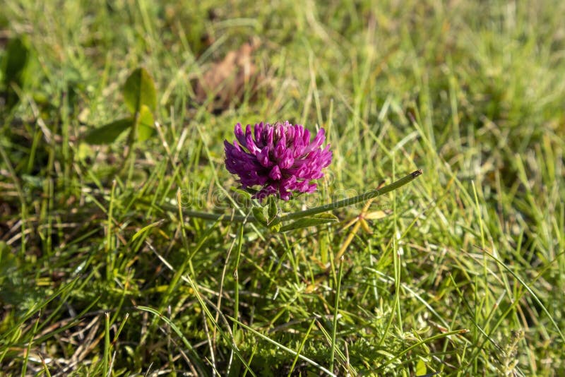 Trifolium Pratense, Red Clover Single Flower Stock Image - Image of ...